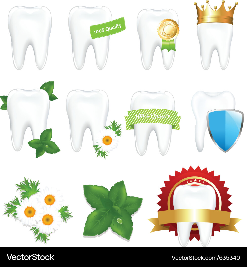Tooths set Royalty Free Vector Image - VectorStock