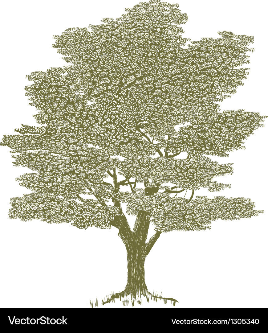 Woodcut Tree Silhouette Royalty Free Vector Image