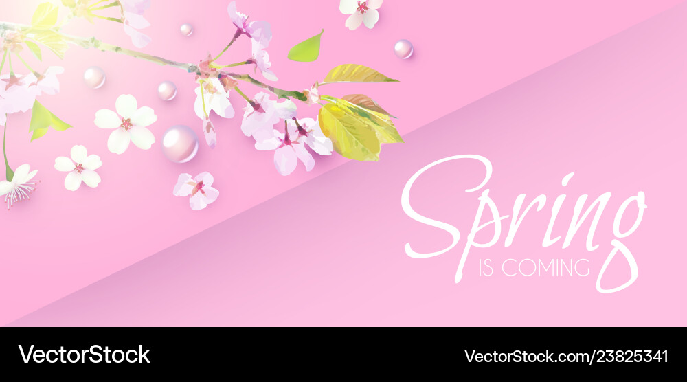 Cherry Blossom Spring Background Royalty Free Vector Image