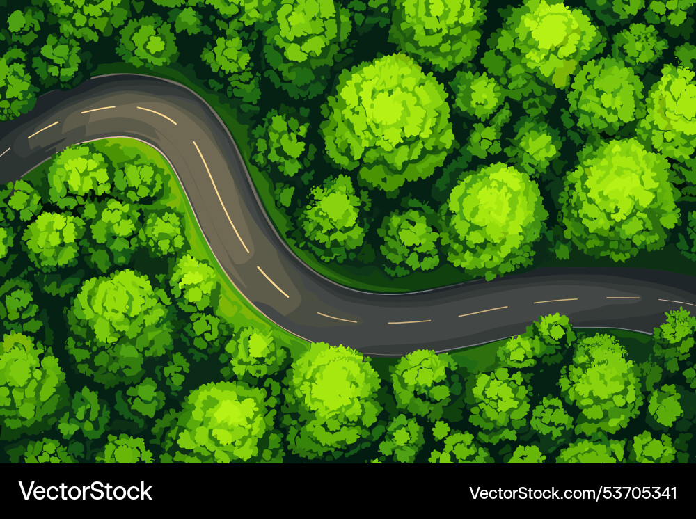 Top view forest road landscape horizontally Vector Image