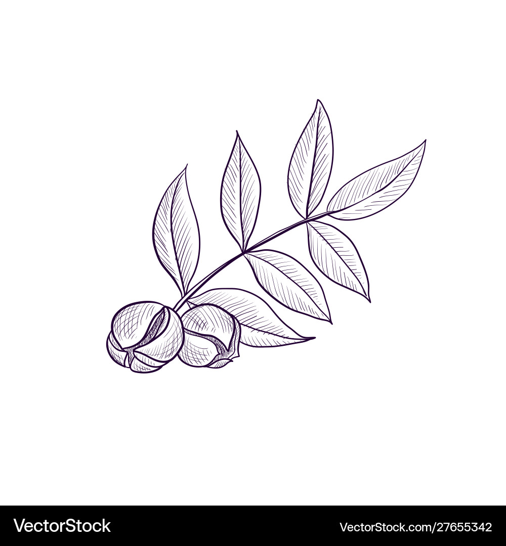 Drawing branch hickory tree Royalty Free Vector Image