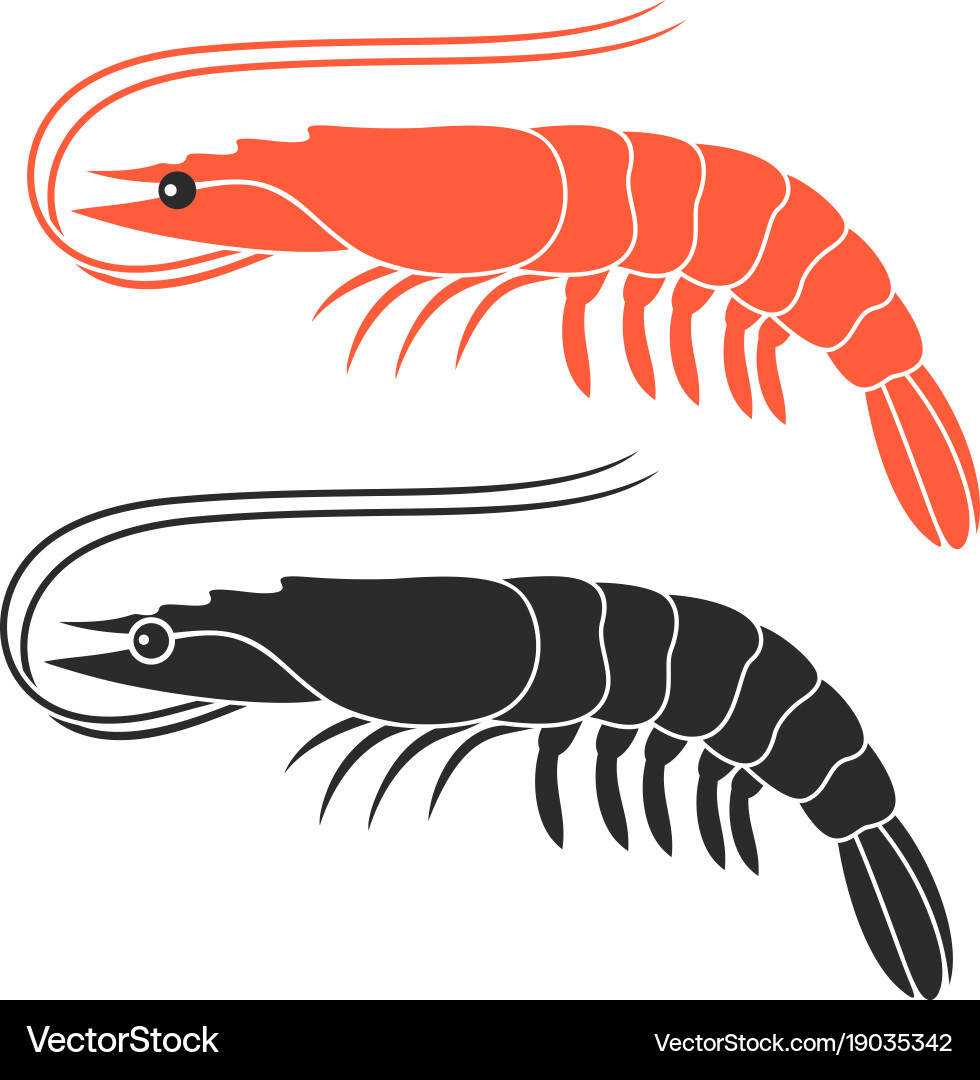 Shrimp Royalty Free Vector Image - VectorStock