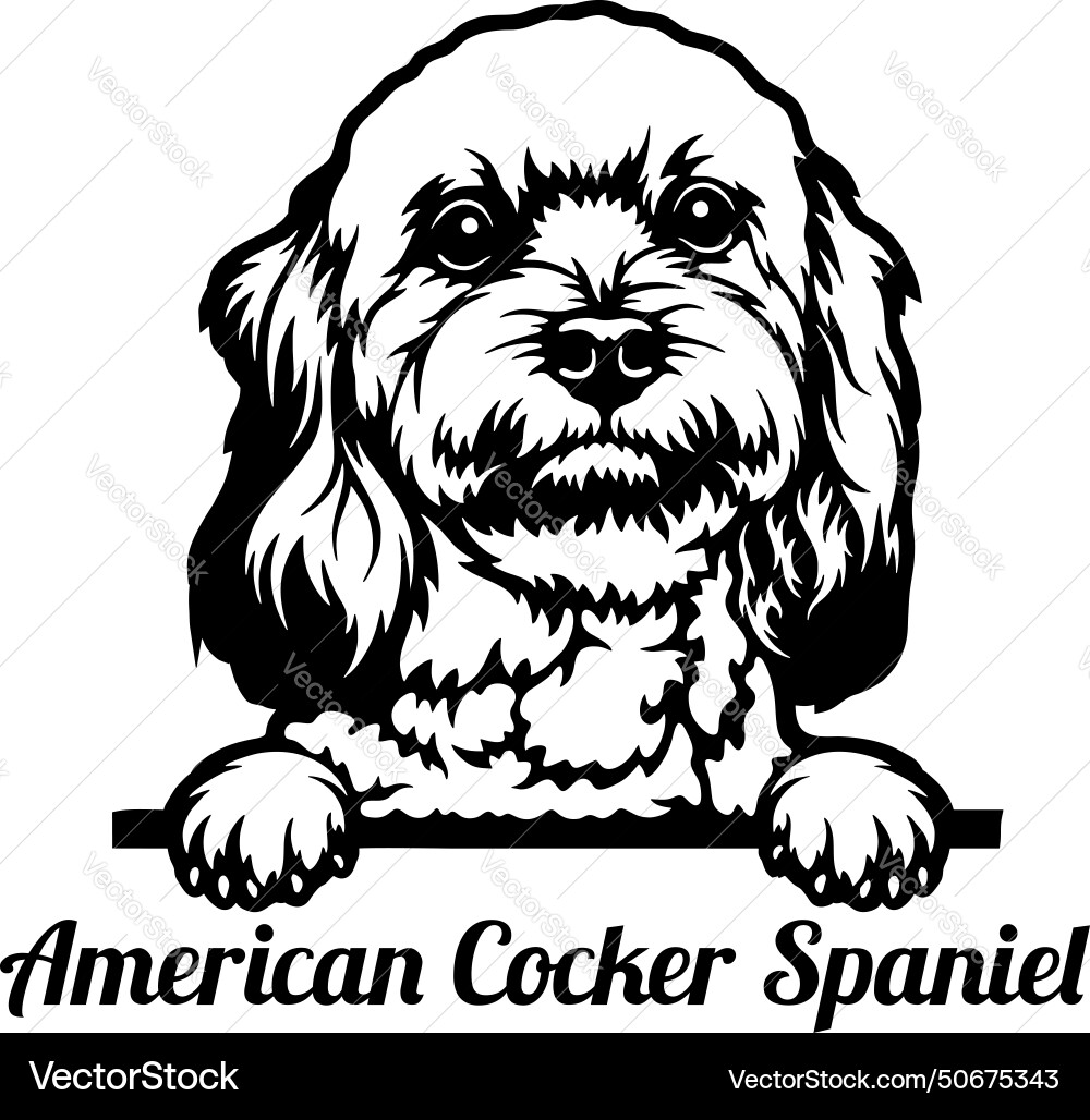 American cocker spaniel dog - peeking breed Vector Image