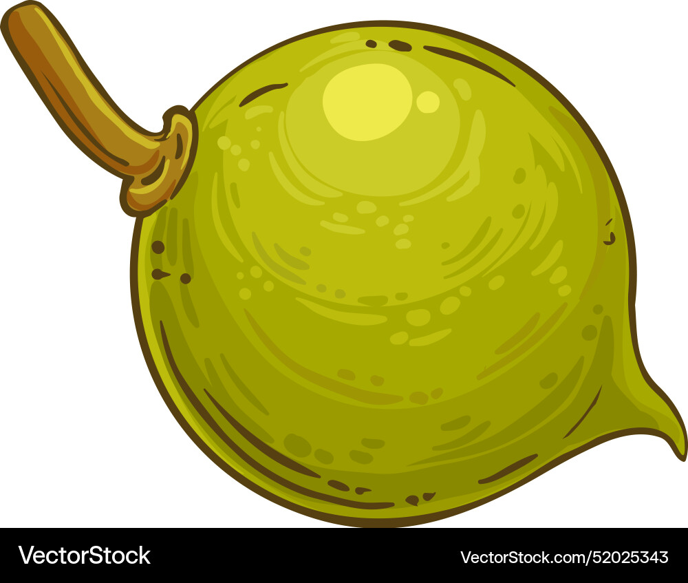 Macadamia nuts colored detailed Royalty Free Vector Image