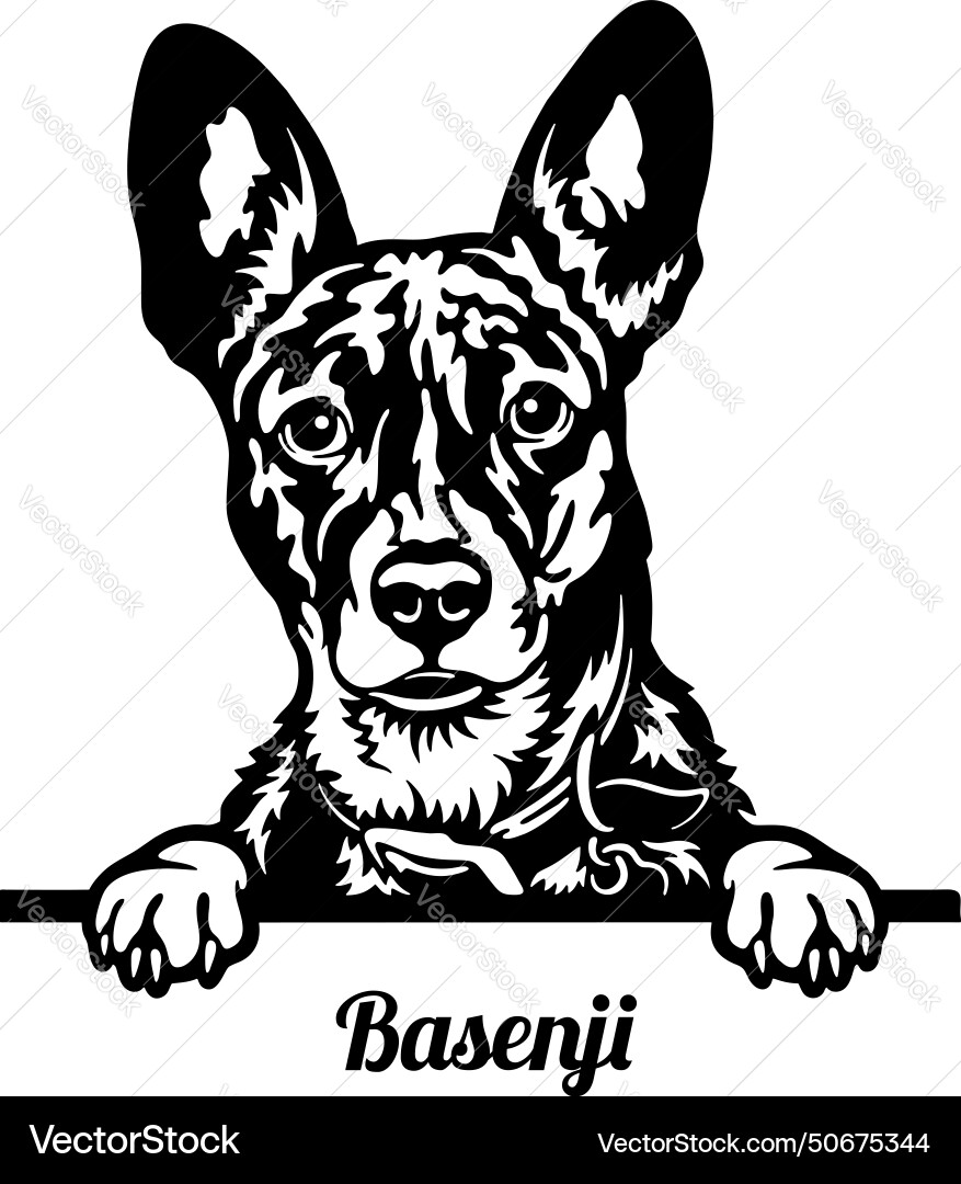 Basenji dog - peeking breed pet Royalty Free Vector Image