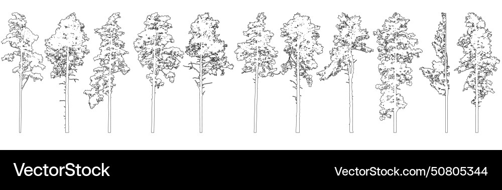 Contour of tall coniferous trees set Royalty Free Vector