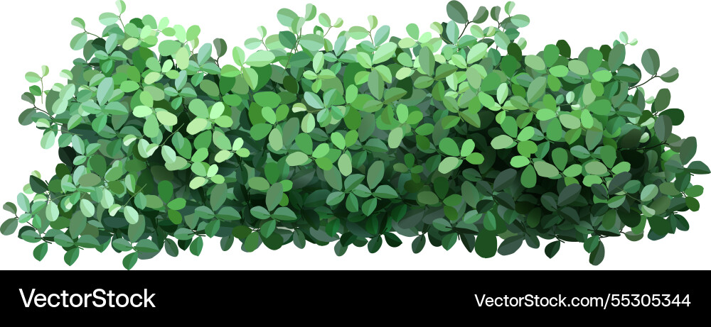 Dense green hedge creating a natural privacy Vector Image