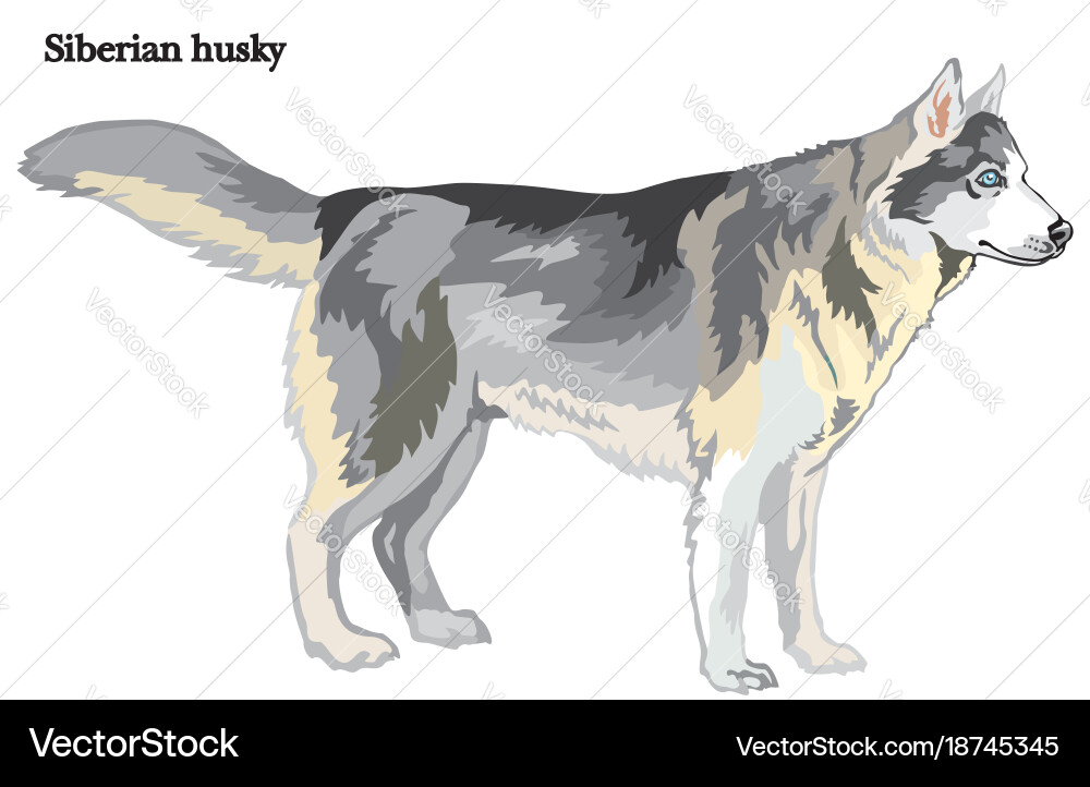 Siberian husky Royalty Free Vector Image - VectorStock