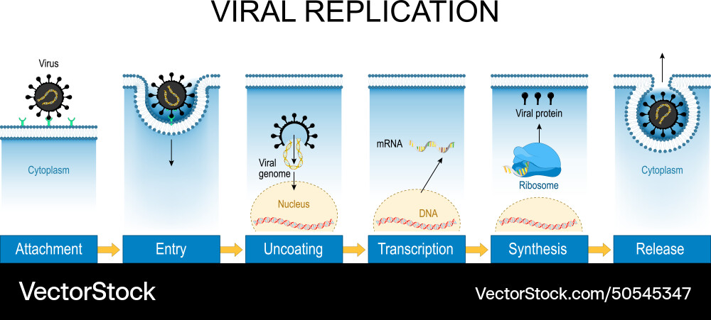 Viral replication virus life cycle Royalty Free Vector Image
