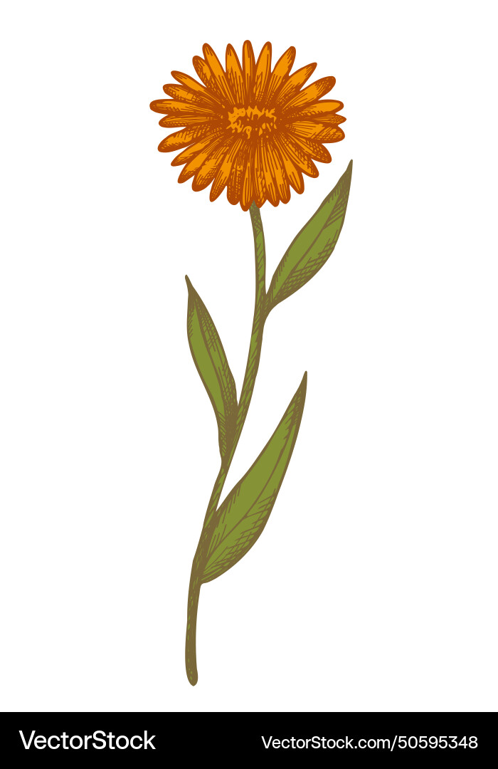 Calendula flower hand drawn Royalty Free Vector Image