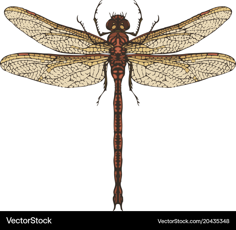 Excellent Dragonfly Vector Pics Dragonfly SVG, Dragonfly PNG,