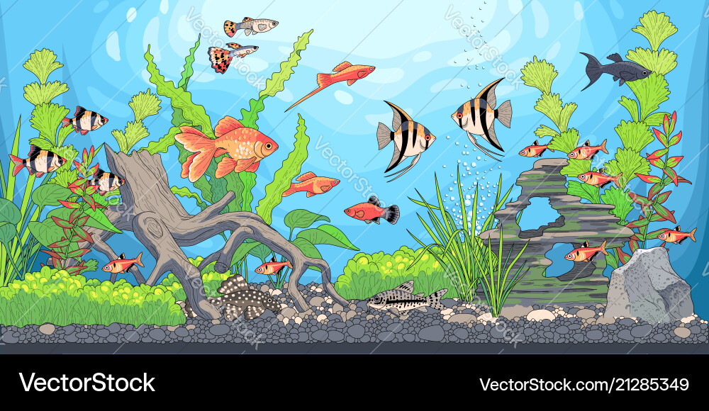 Rectangular horizontal aquarium Royalty Free Vector Image