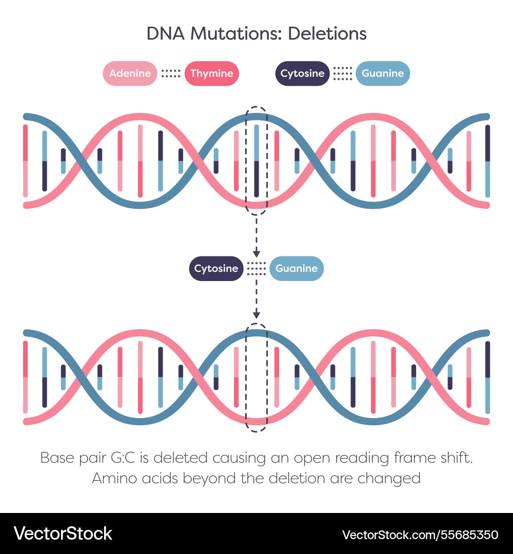Dna deletion point mutation Royalty Free Vector Image