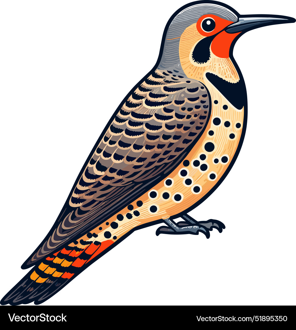 Northern flicker isolated on white Royalty Free Vector Image