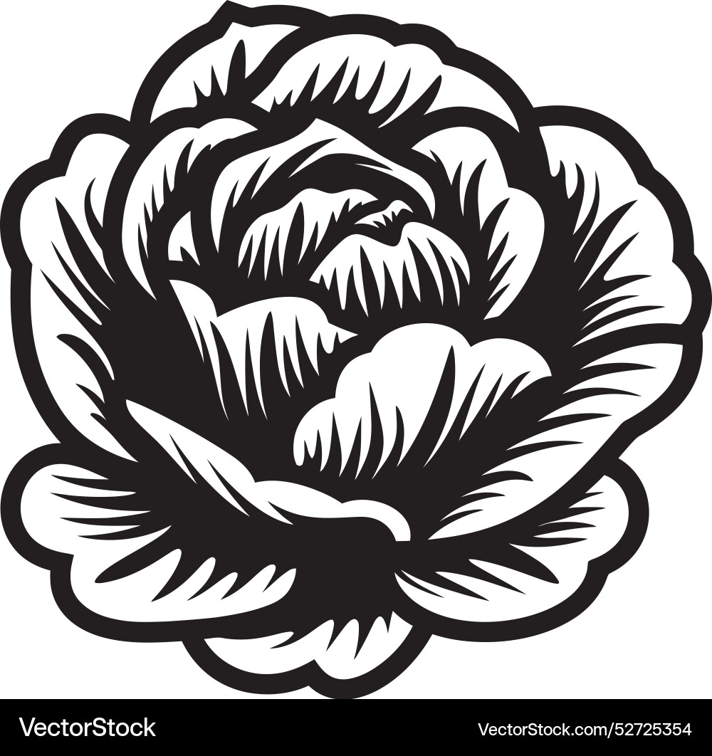 Cabbage confidential insider secrets for perfect Vector Image