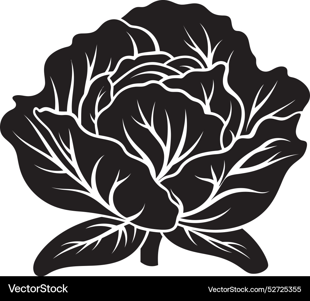 Cabbage revival modern updates on classic cabbage Vector Image
