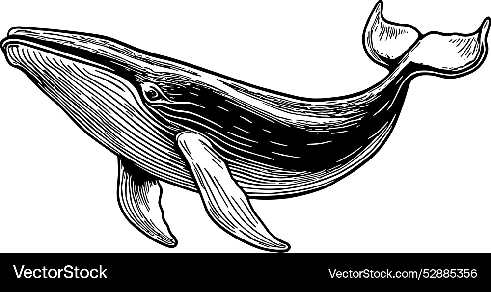 Blue whale Royalty Free Vector Image - VectorStock