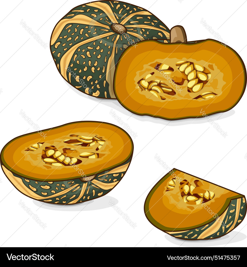 Chopped delica winter squash clip art Royalty Free Vector