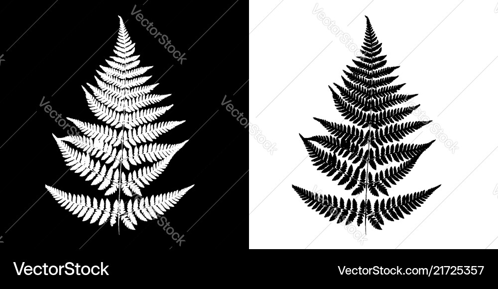 Fern black-and-white image black silhouette Vector Image
