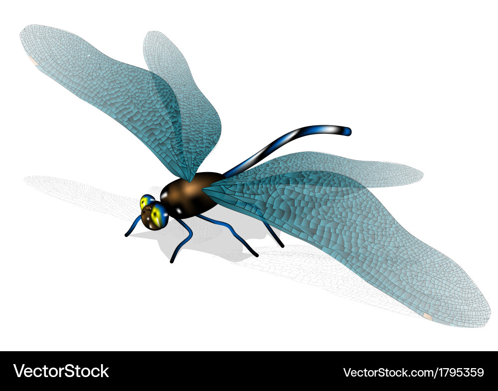 Dragonfly Royalty Free Vector Image - VectorStock