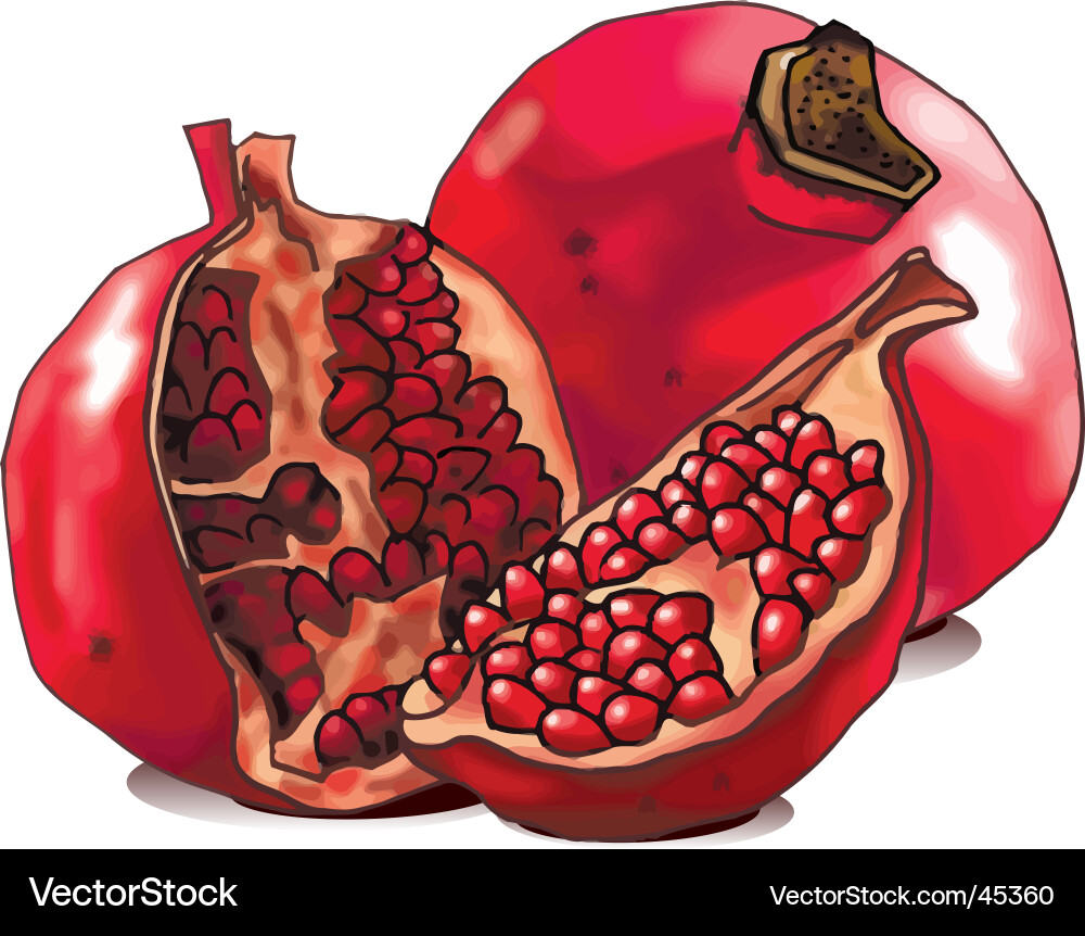 Pomegranate Royalty Free Vector Image - VectorStock