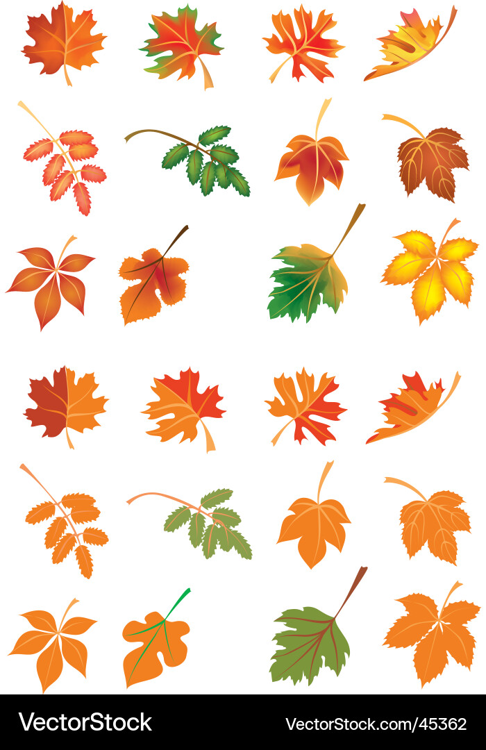 Mountain Ash Tree Vector Images (over 1,000)