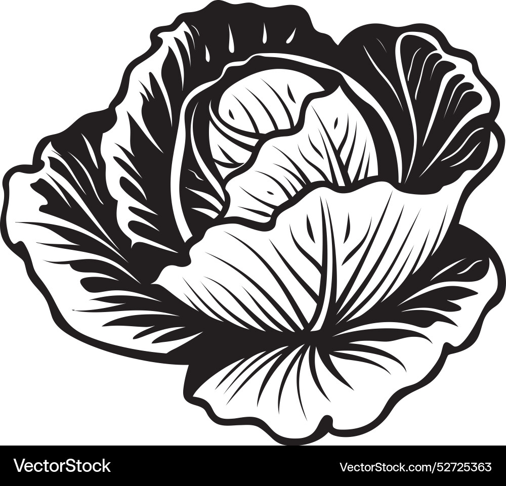 Cabbage creations contemporary takes on classic Vector Image