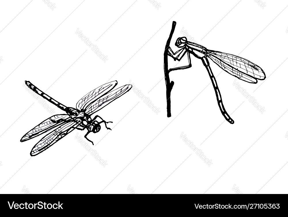 Dragonfly Line Art Royalty Free Vector Image - VectorStock
