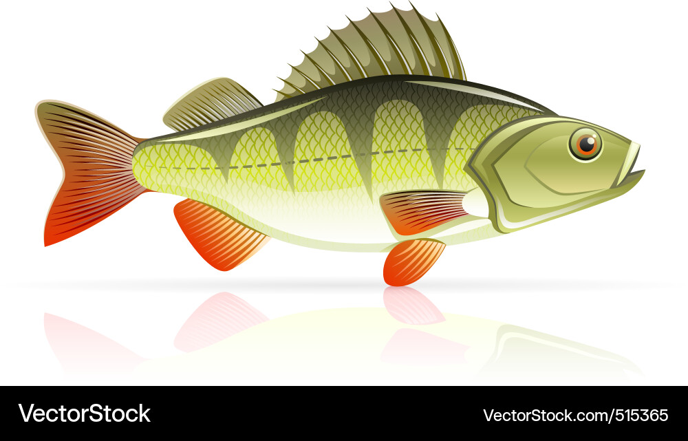 Perch Royalty Free Vector Image - VectorStock