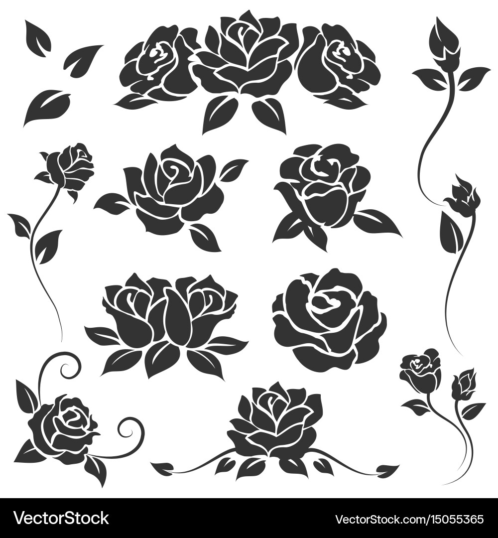 Roses isolated on white background Royalty Free Vector Image
