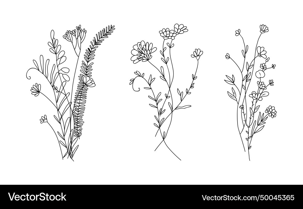 Wildflower Line Drawings