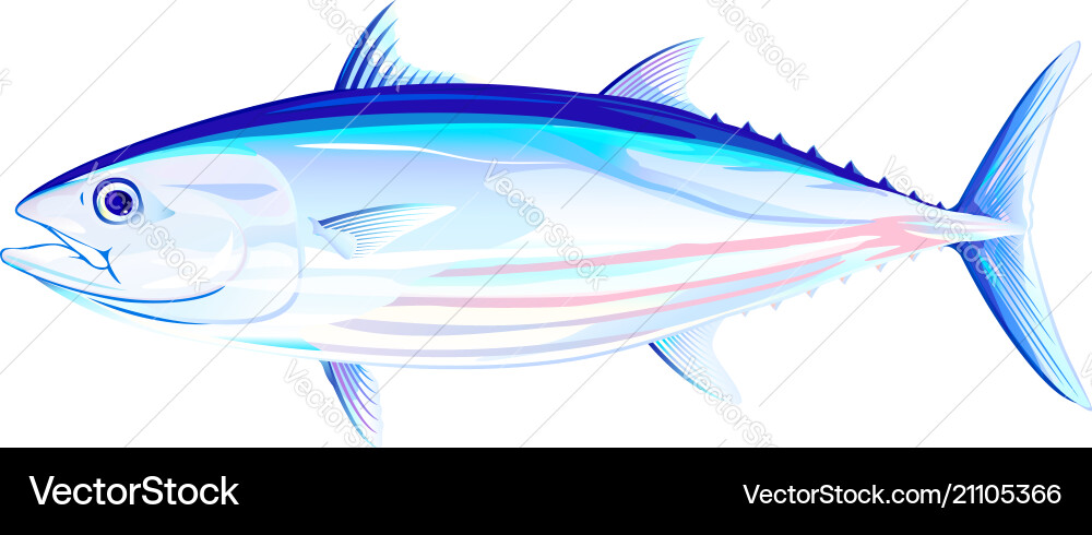 Skipjack tuna fish Royalty Free Vector Image - VectorStock