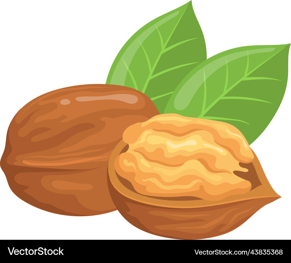 Cartoon Nut Icon Walnut In Shell Natural Snack Vector Image
