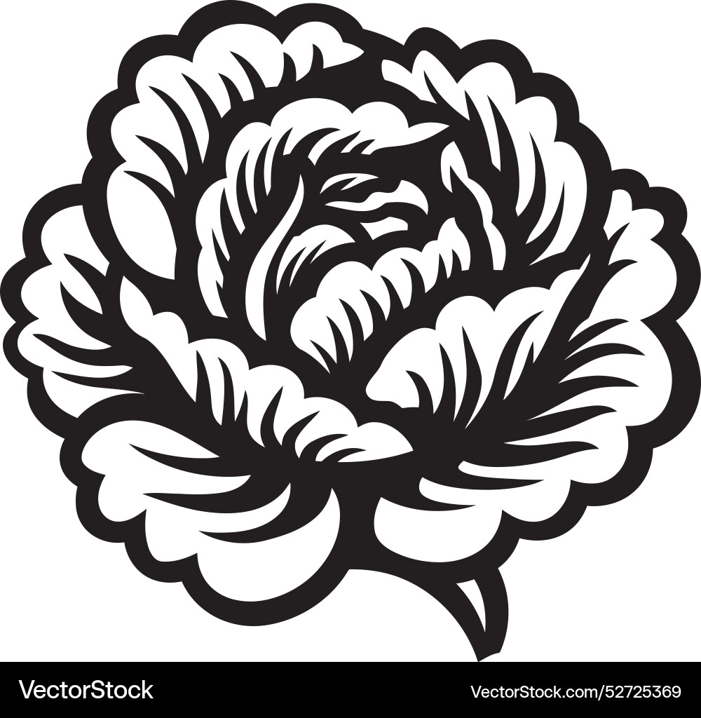 Cabbage confessions insider secrets from Vector Image