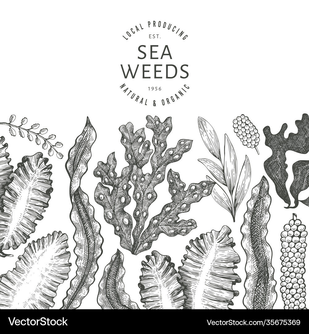 Seaweed design template hand drawn seaweeds Vector Image