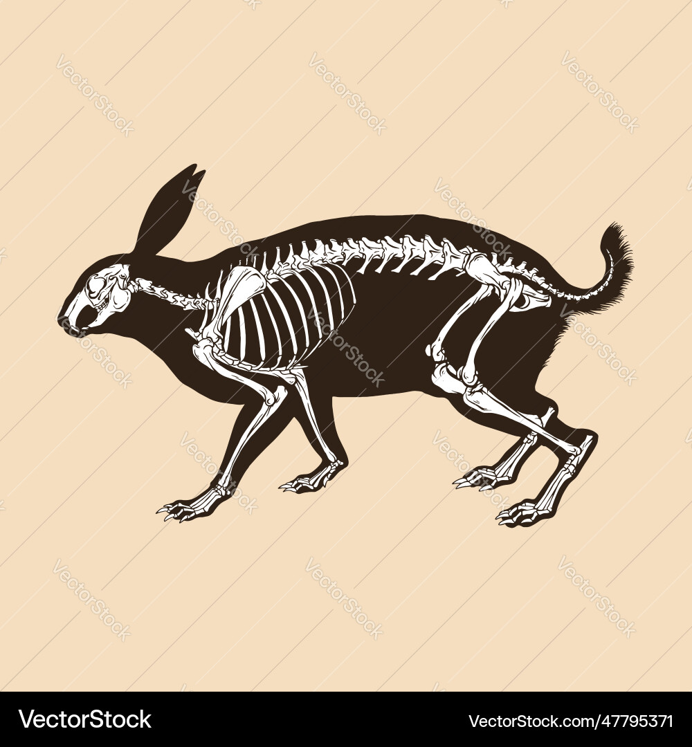 Rabbit Bone Diagram Rabbit Infographic Google Search
