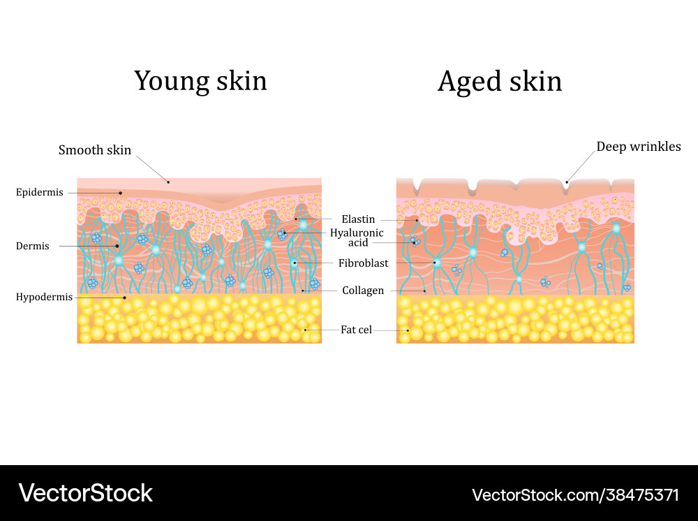 Skin Aging & Structure – Royalty-Free Vector | VectorStock
