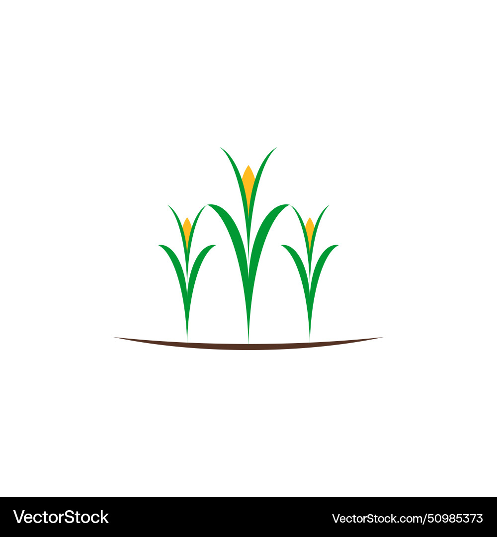 Corn plant farm logo icon Royalty Free Vector Image