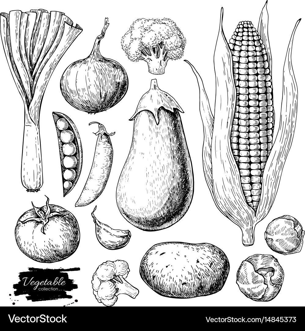 Vegetable hand drawn set isolated Royalty Free Vector Image