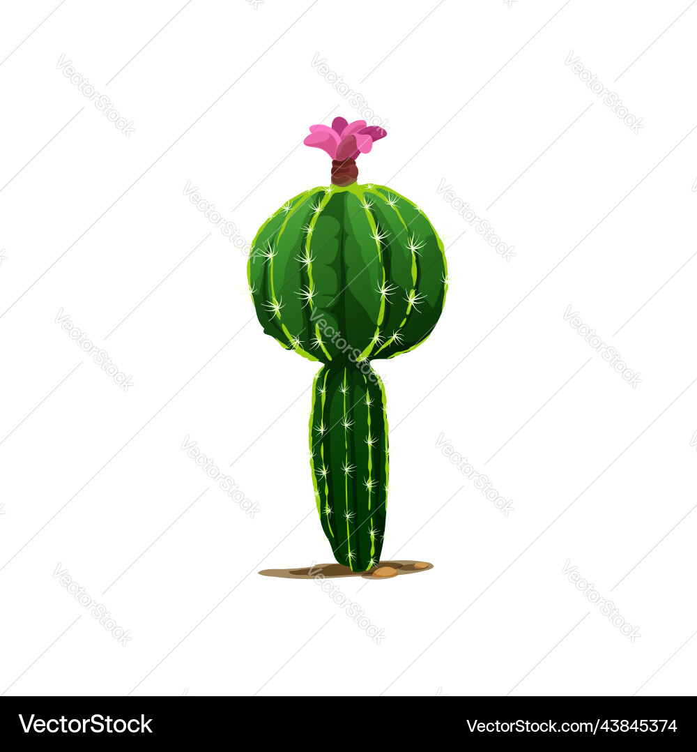Cactus with pink flower isolated prickly plant Vector Image