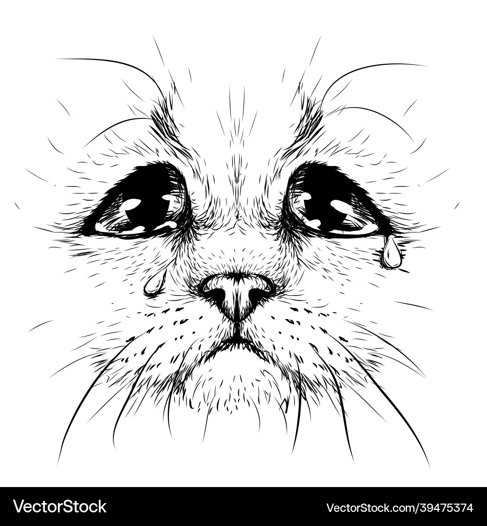 Crying Cat Portrait Royalty Free Vector Image - VectorStock