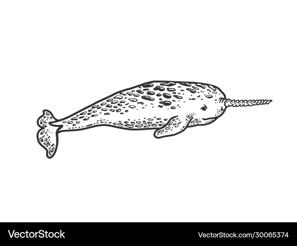 Narwhal sea animal sketch Royalty Free Vector Image