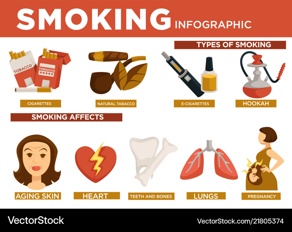 Smoking infographic types and affect on body Vector Image
