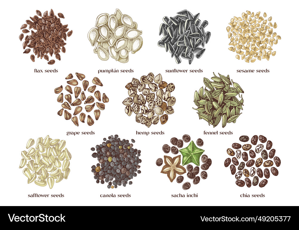 Edible seeds hand drawn collection Royalty Free Vector Image