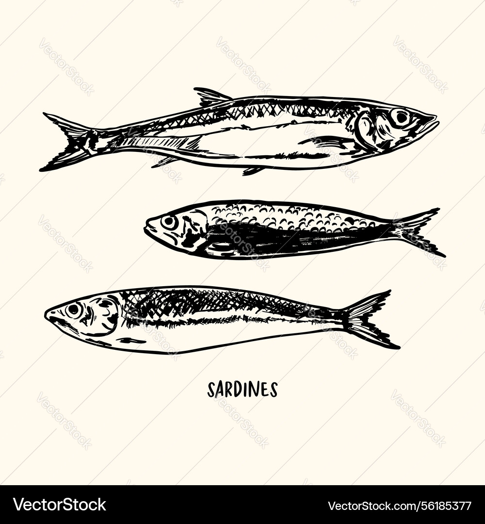Hand drawn sardines vintage Royalty Free Vector Image