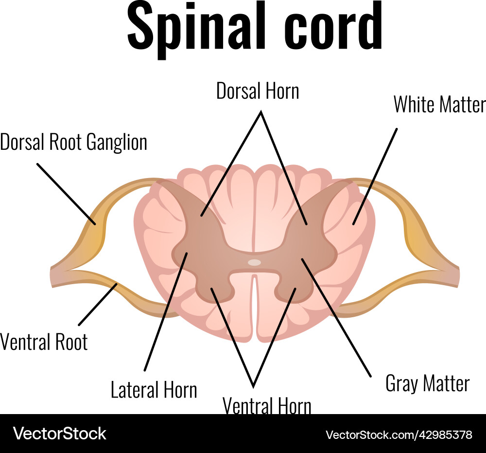 Spinal cord neurology composition Royalty Free Vector Image