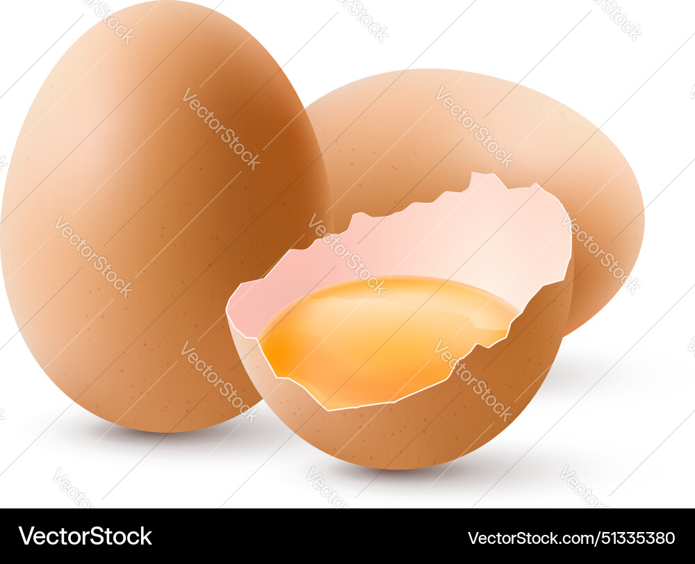 Chicken eggs Royalty Free Vector Image - VectorStock