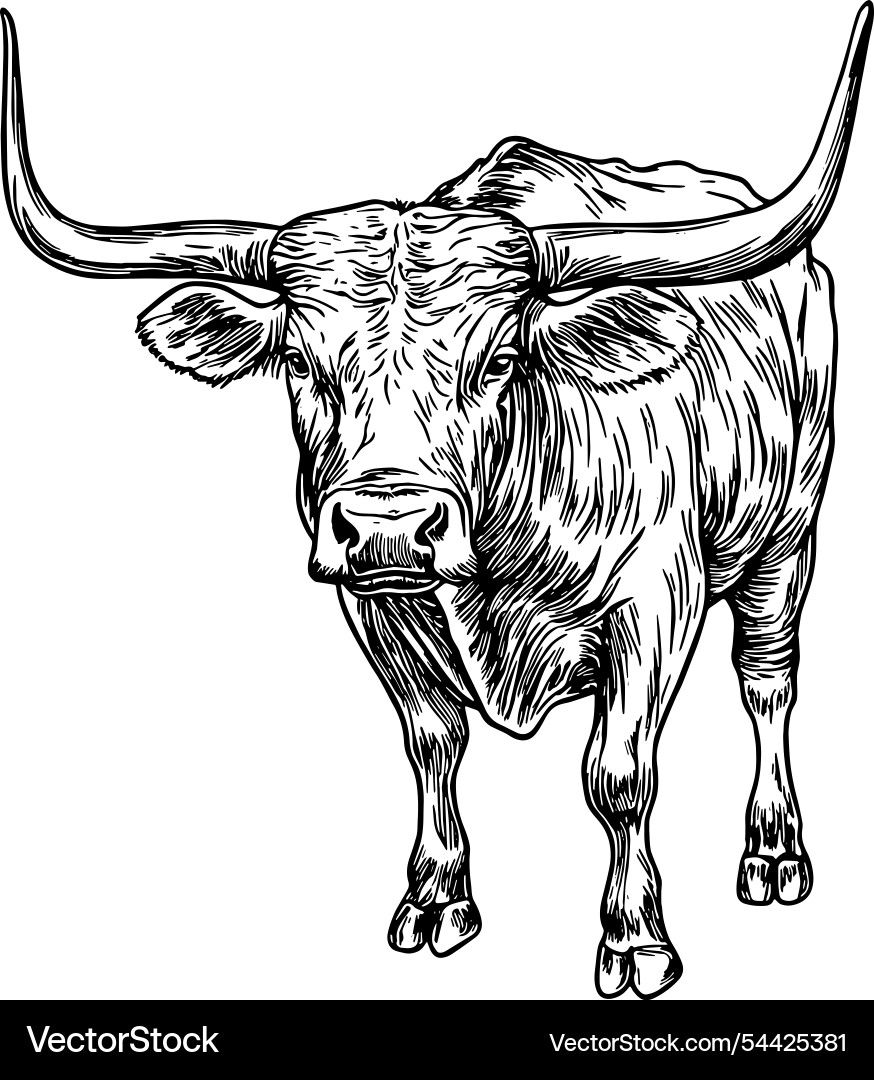 Longhorn Vector