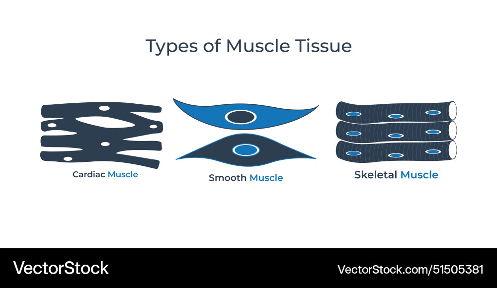 Types of muscle tissue icon Royalty Free Vector Image