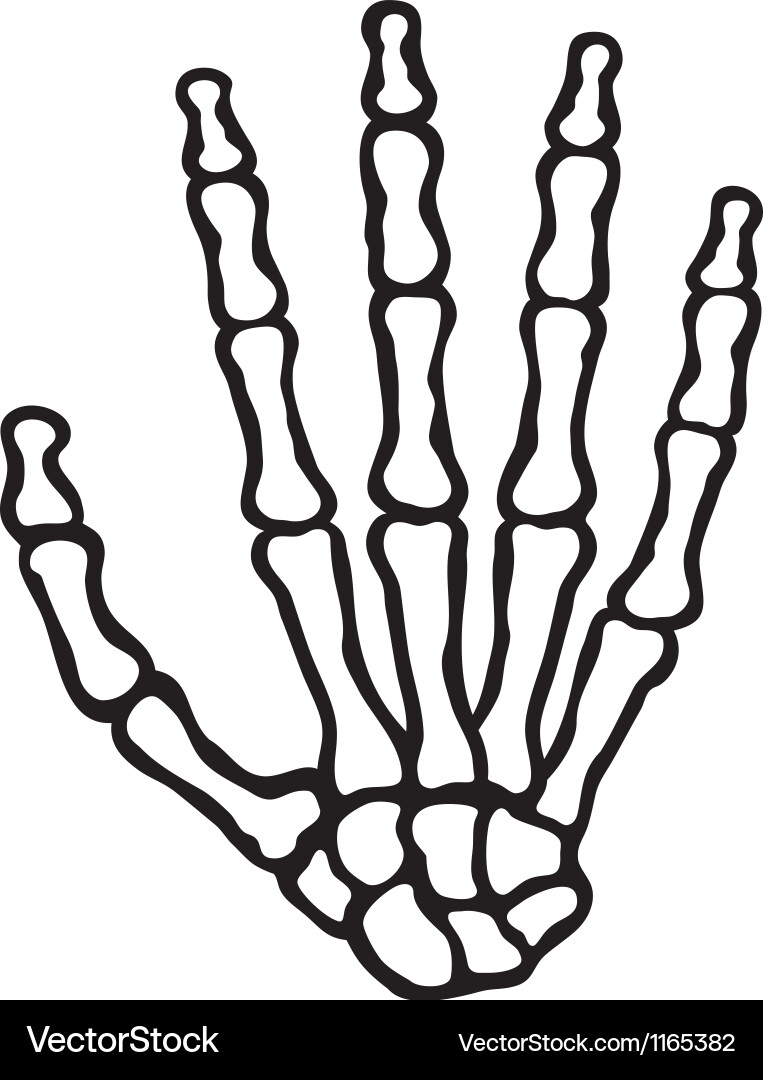 Human skeleton hand Royalty Free Vector Image - VectorStock